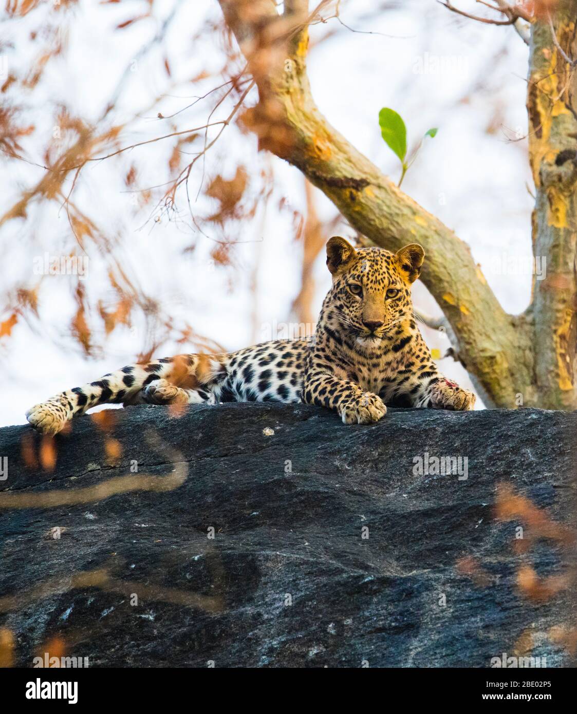 Portrait of young leopard (Panthera pardus) resting on rocks, India ...