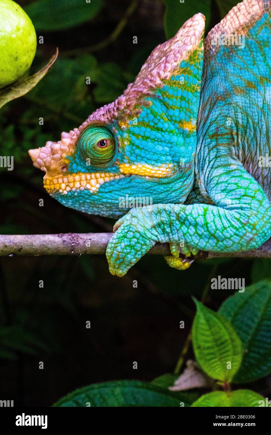 Portrait of Parsons chameleon (Calumma parsonii) resting on branch ...
