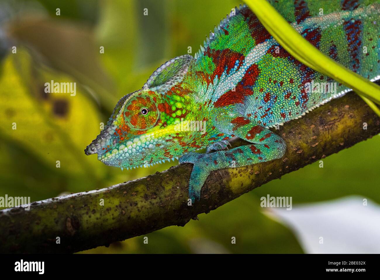Multi colored chameleon hi-res stock photography and images - Alamy