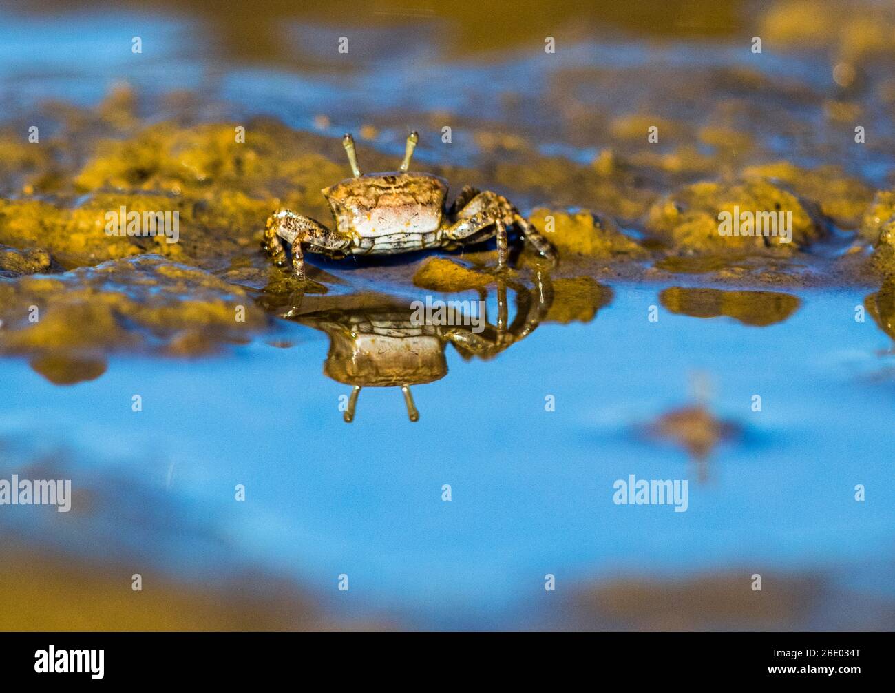 Portrait of crab standing in puddle of water, Morondava, Madagascar ...