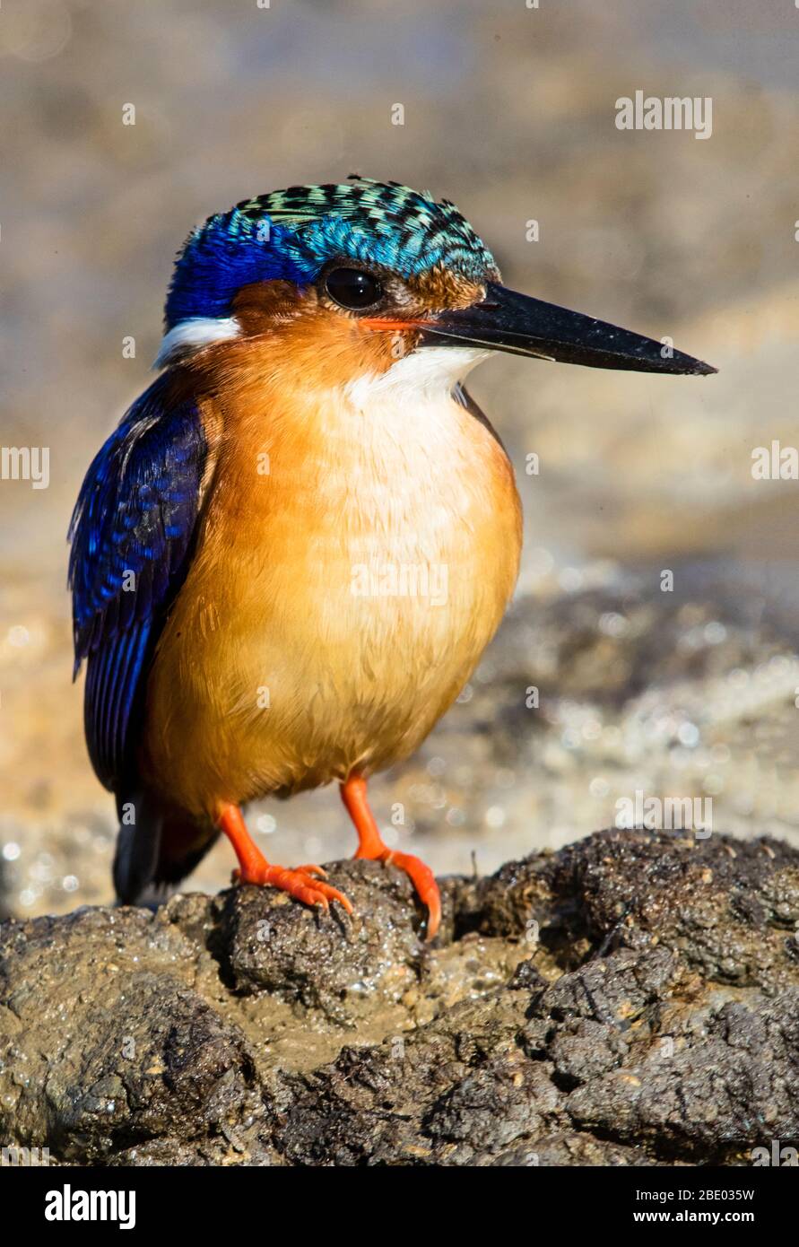 Portrait of Madagascar kingfisher (Corythornis vintsioides) standing ...