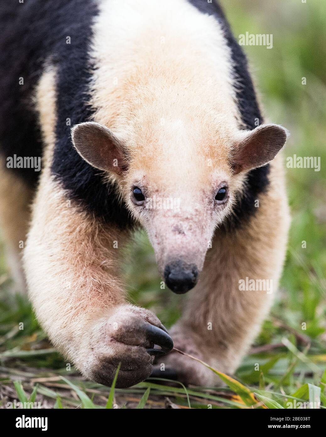 Walking tamandua hi-res stock photography and images - Alamy