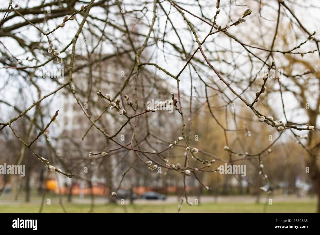 Downy willow hi-res stock photography and images - Alamy