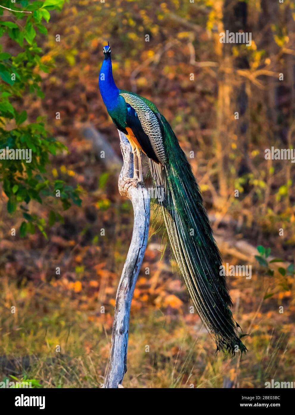 Peacock on tree branch hi-res stock photography and images - Alamy