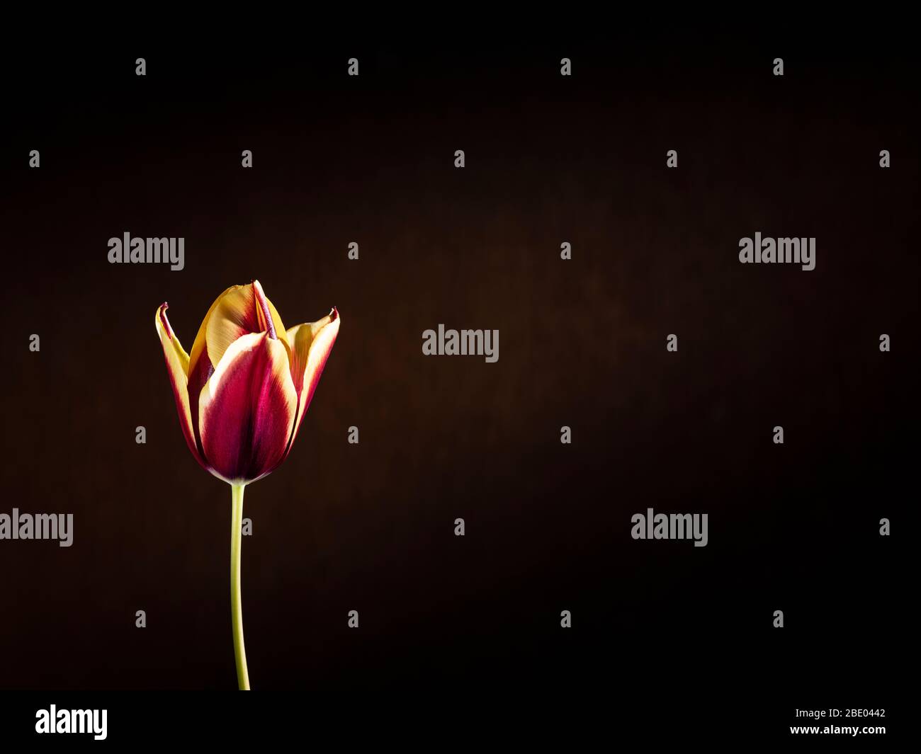 Tulip in water on rusty metal sheet Stock Photo - Alamy