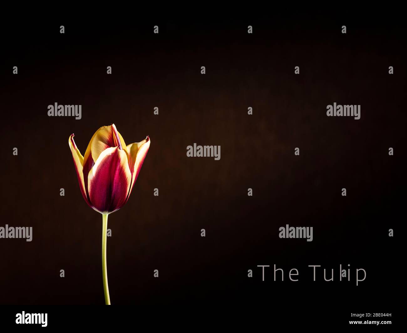 Tulip in water on rusty metal sheet Stock Photo - Alamy