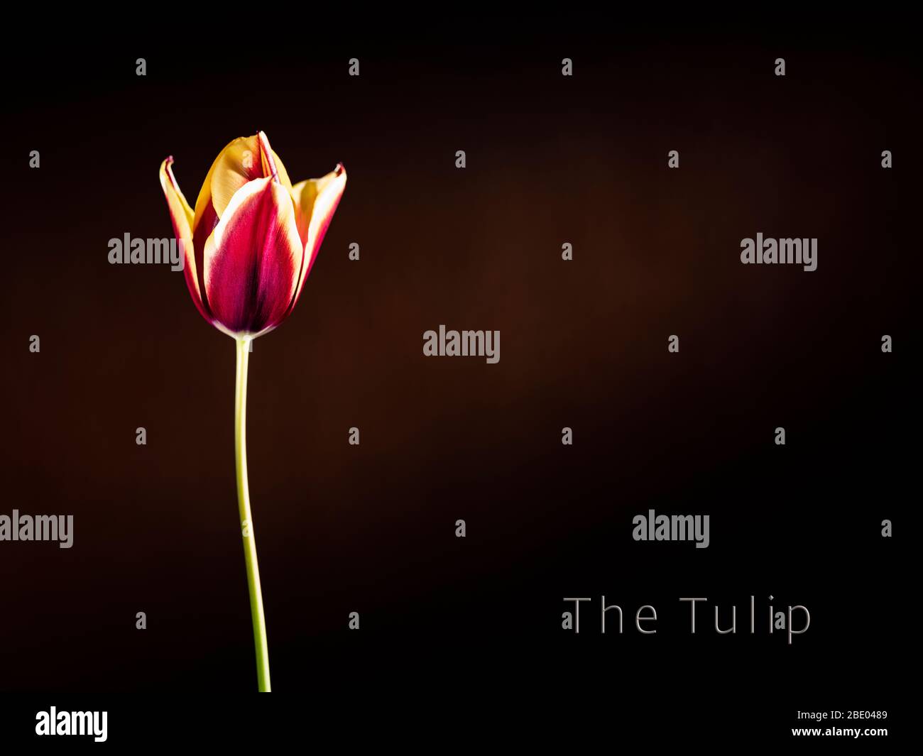 Tulip in water on rusty metal sheet Stock Photo - Alamy