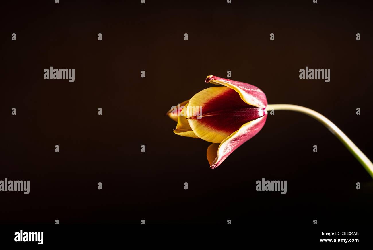 Tulip in water on rusty metal sheet Stock Photo - Alamy