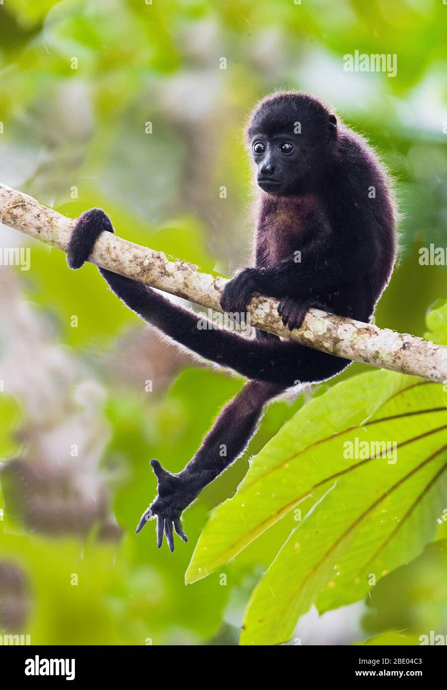 The mantled one hi-res stock photography and images - Alamy