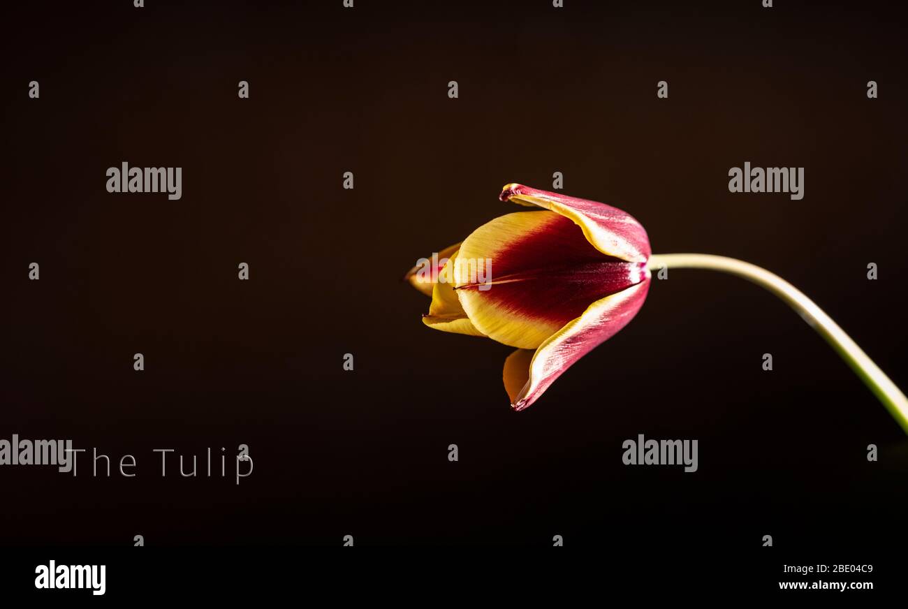 Tulip in water on rusty metal sheet Stock Photo - Alamy