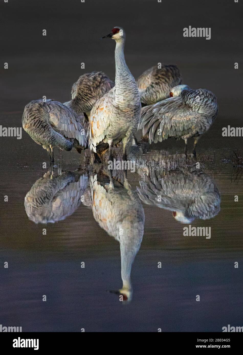 Antigone canadensis hi-res stock photography and images - Alamy