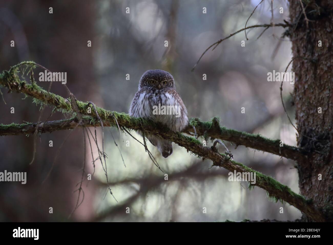 Eurasian pygmy owl (Glaucidium passerinum) Swabian Jura Germany Stock ...