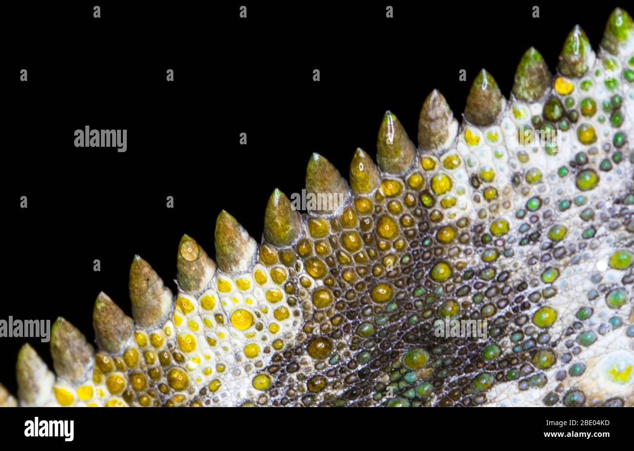 Spiny chameleon (Furcifer verrucosus) extreme close up, Madagascar ...