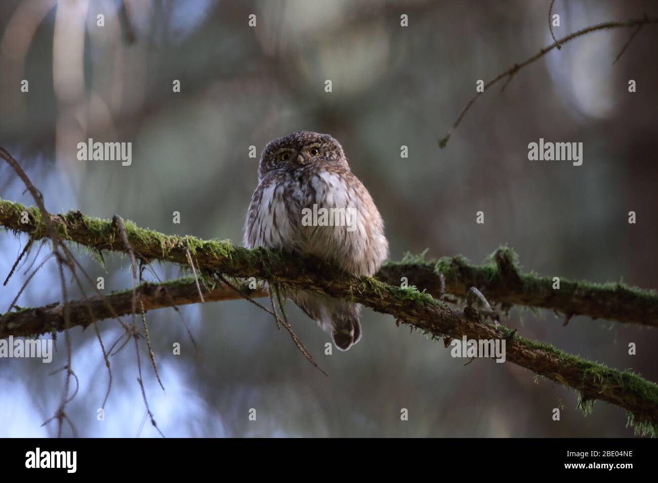 Eurasian pygmy owl (Glaucidium passerinum) Swabian Jura Germany Stock ...