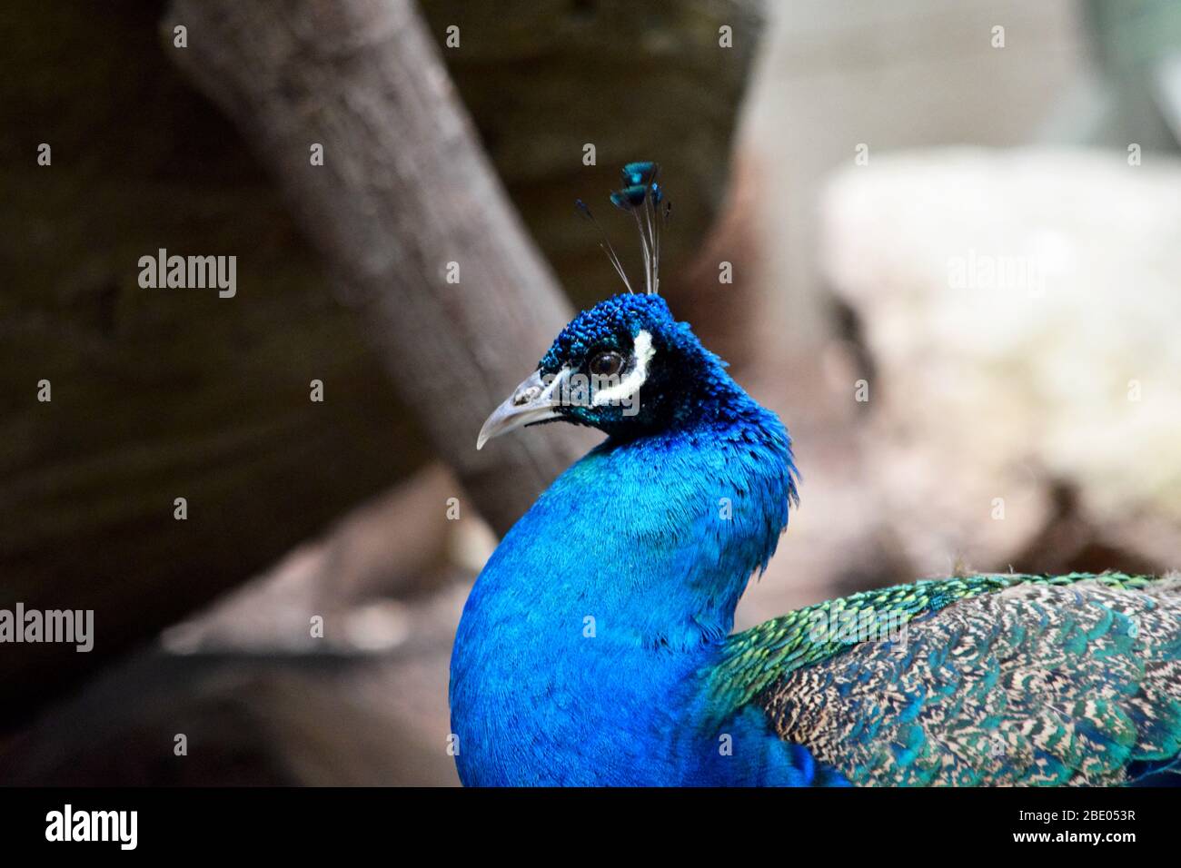 Male Peacock Profile Close Up at the Zoo Stock Photo - Alamy