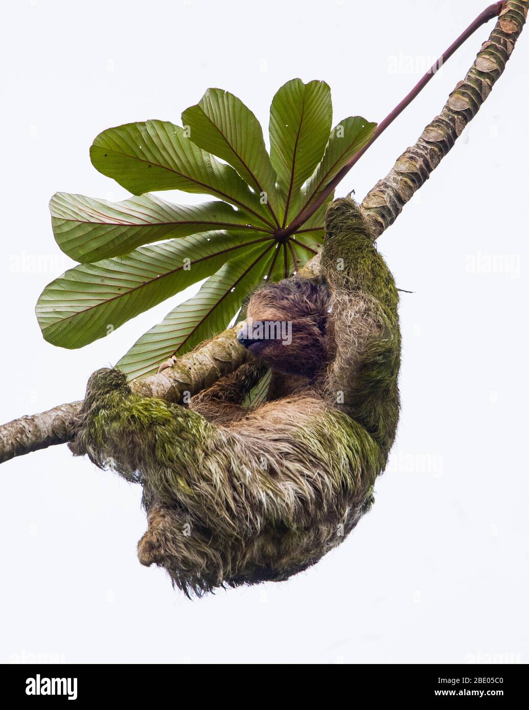 Three-toed sloth hanging from tree, Sarapiqui, Costa Rica Stock Photo ...