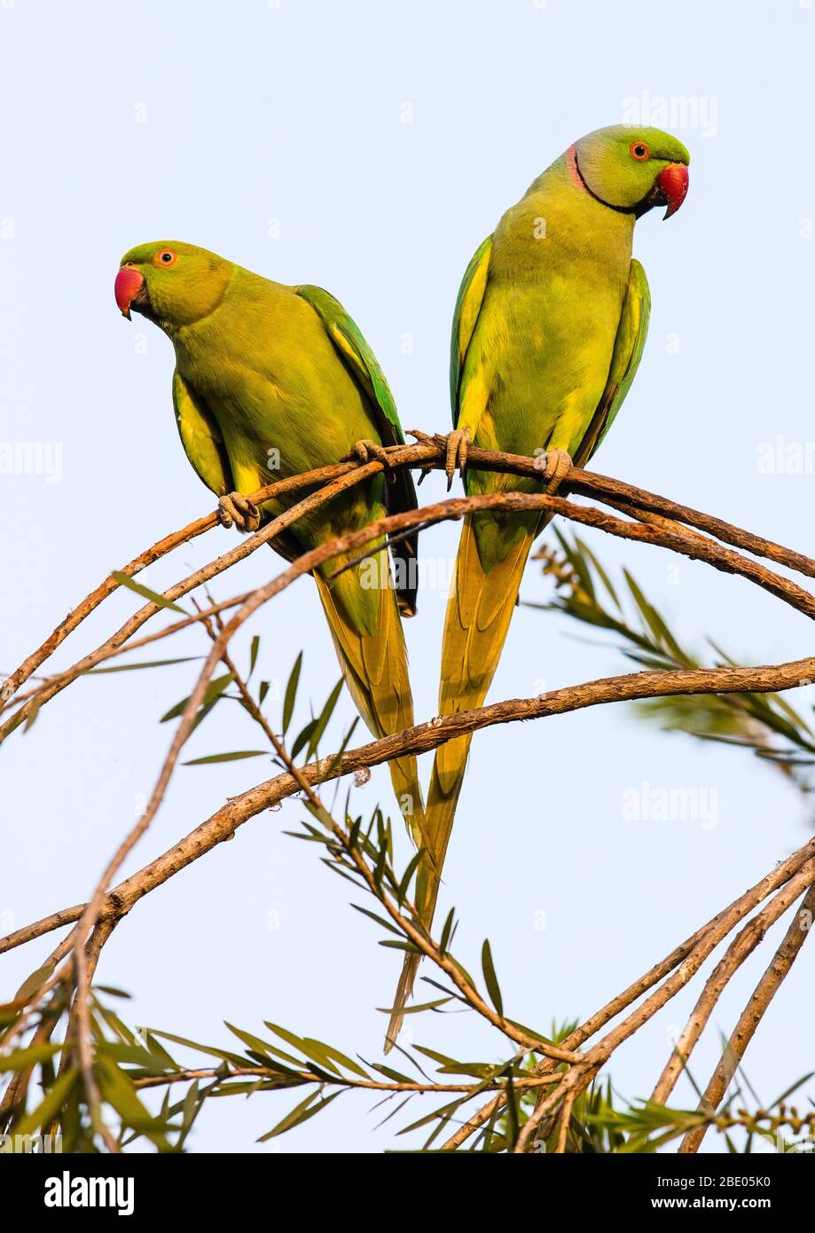 Two rose ringed parakeets (Psittacula krameri) perching on branch ...