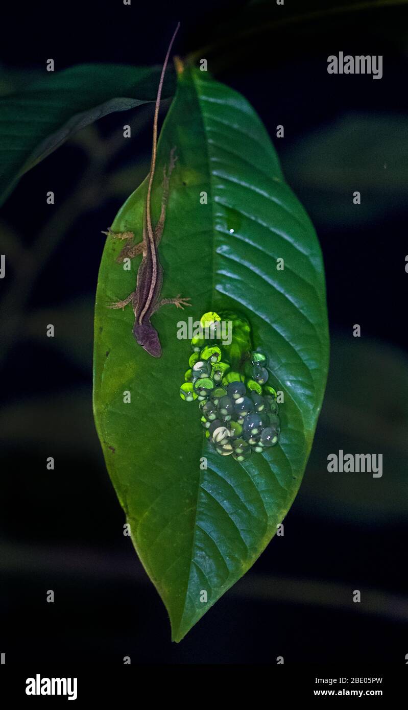 Frog lizard hi-res stock photography and images - Alamy