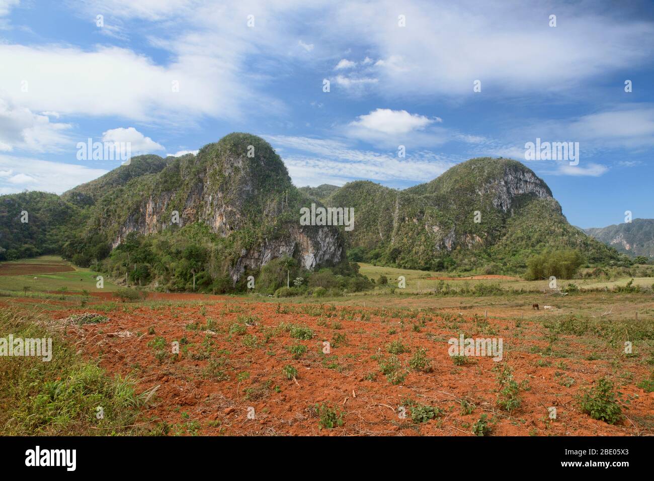 Beautiful mogote landscape in the Valley of Viñales, Cuba Stock Photo ...