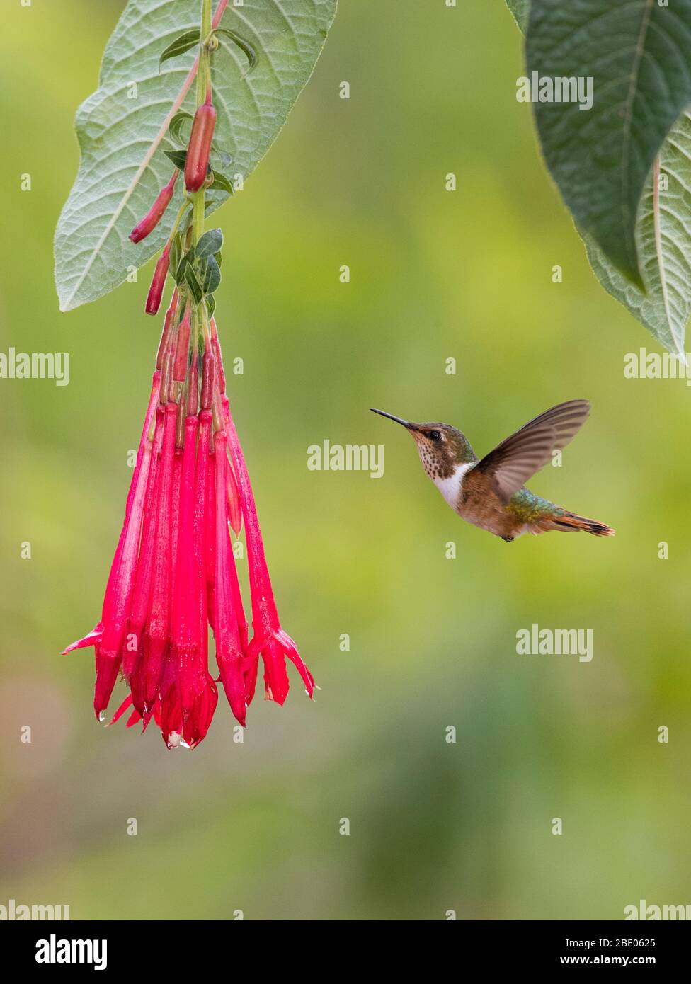 Scintilla hi-res stock photography and images - Alamy