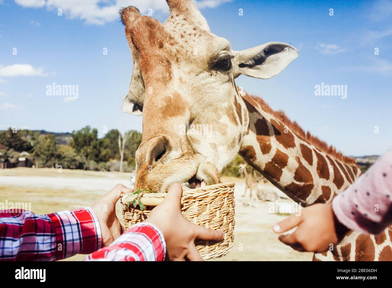 Feeding a giraffe in a zoo Stock Photo - Alamy