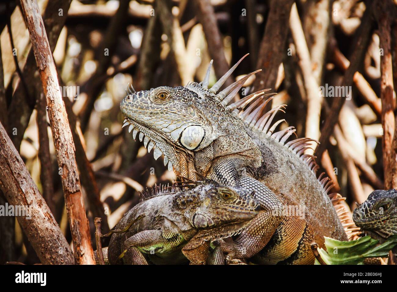 Central and south american reptiles hi-res stock photography and images ...