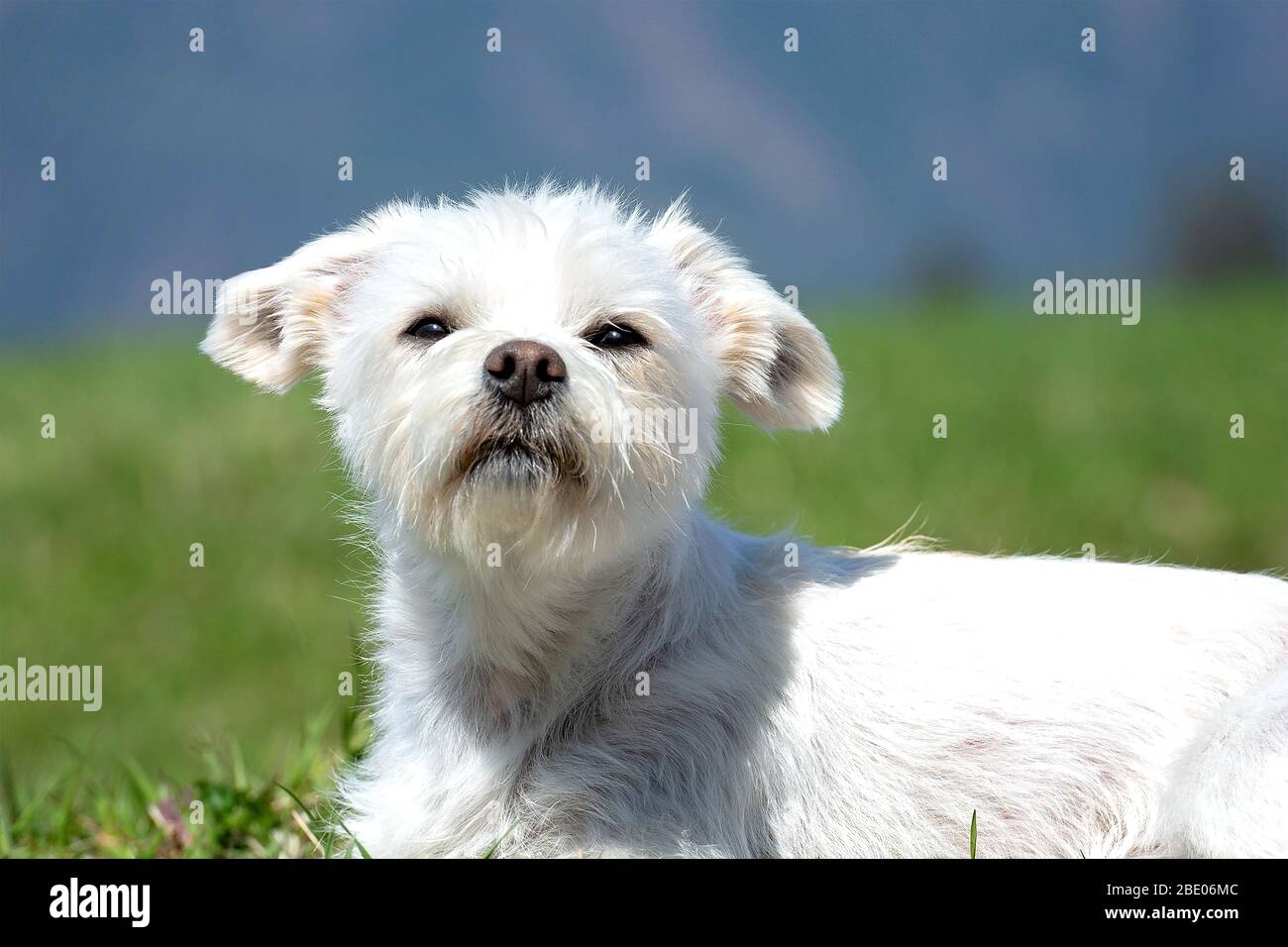 Cute dog, handsome with beautiful colors and thick hair Stock Photo - Alamy
