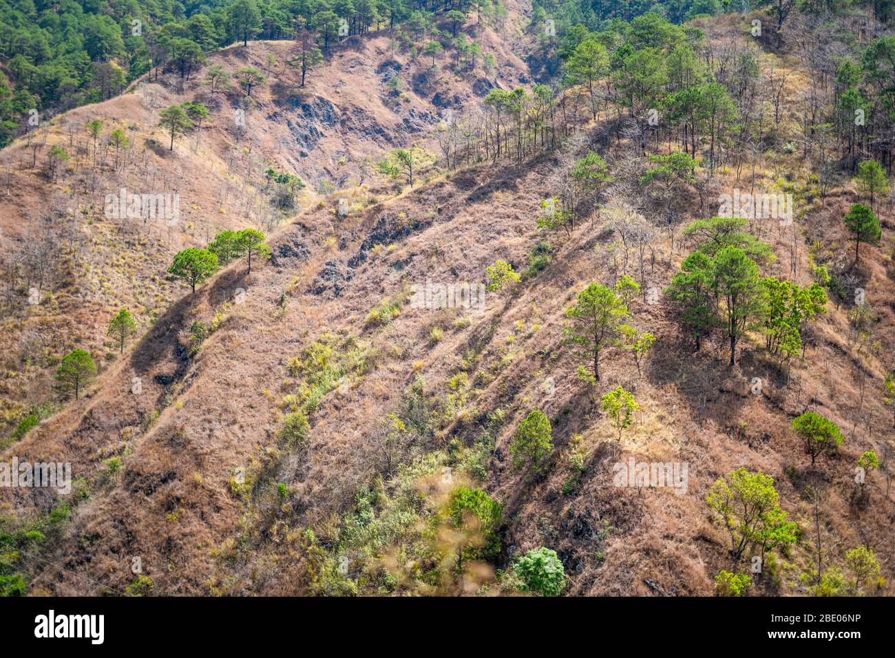Trees at the slopes of the mountains of Benguet, Mountain Province ...