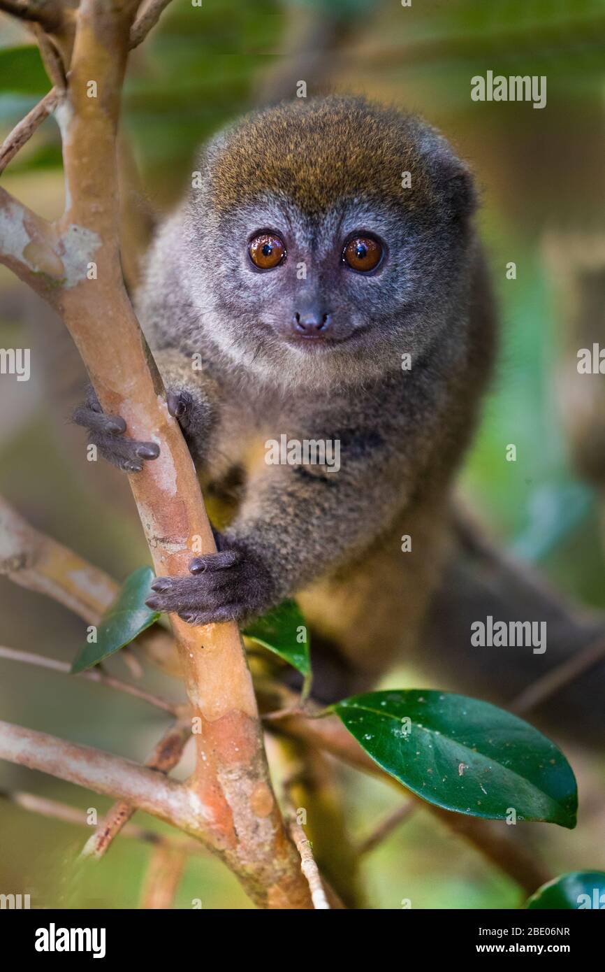 Portrait of eastern lesser bamboo lemur (Hapalemur griseus) also known ...