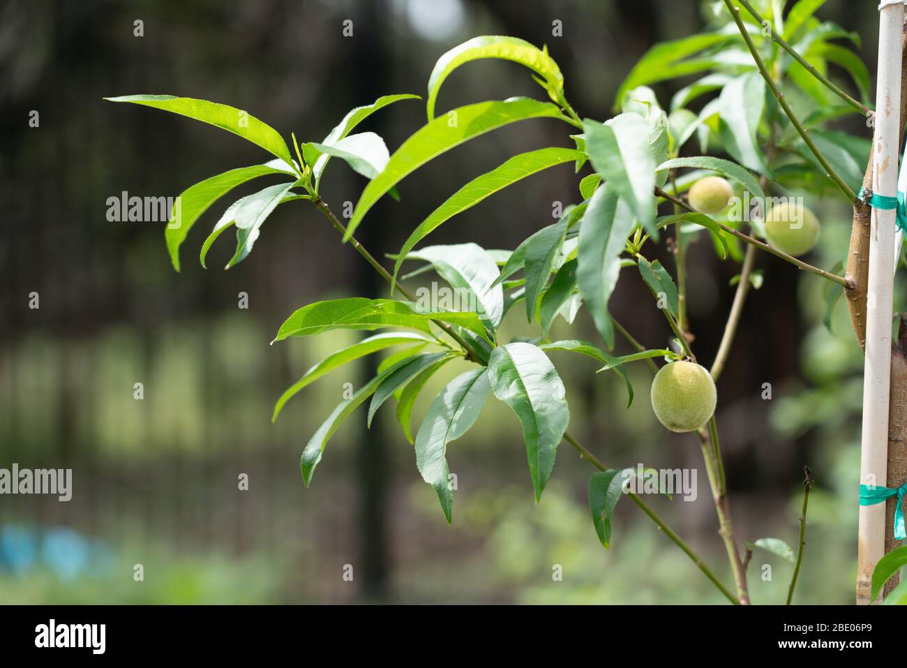 View of Small Peaches On Young Peach Tree Stock Photo - Alamy