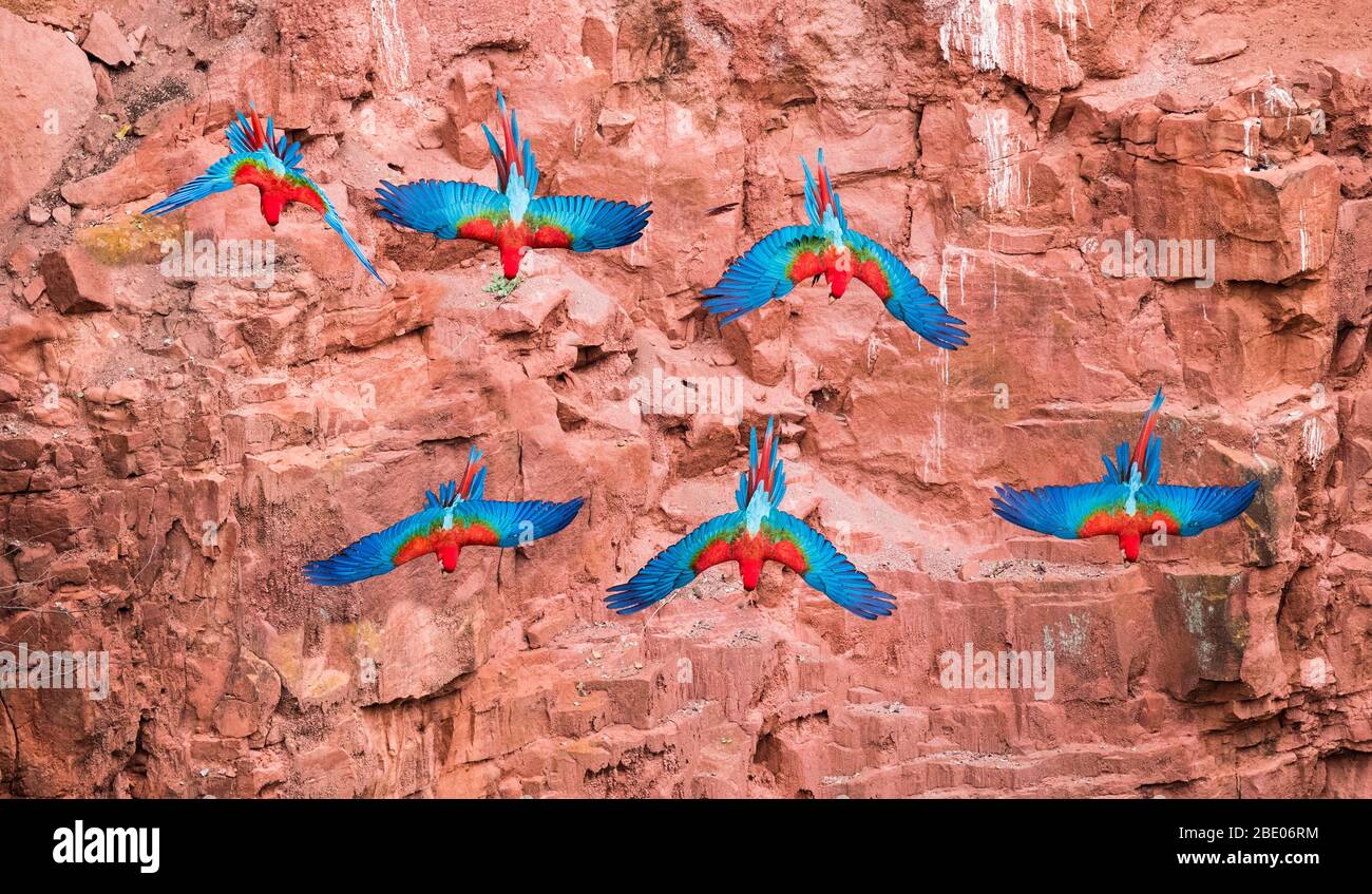 Parrot Flying High Resolution Stock Photography and Images - Alamy