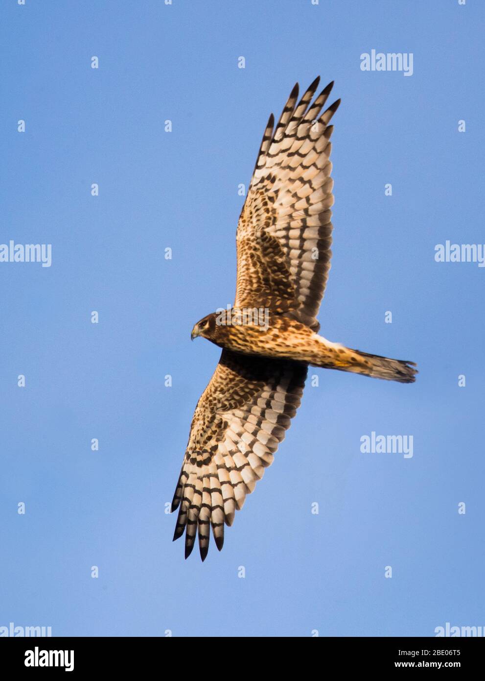 Harrier hi-res stock photography and images - Alamy