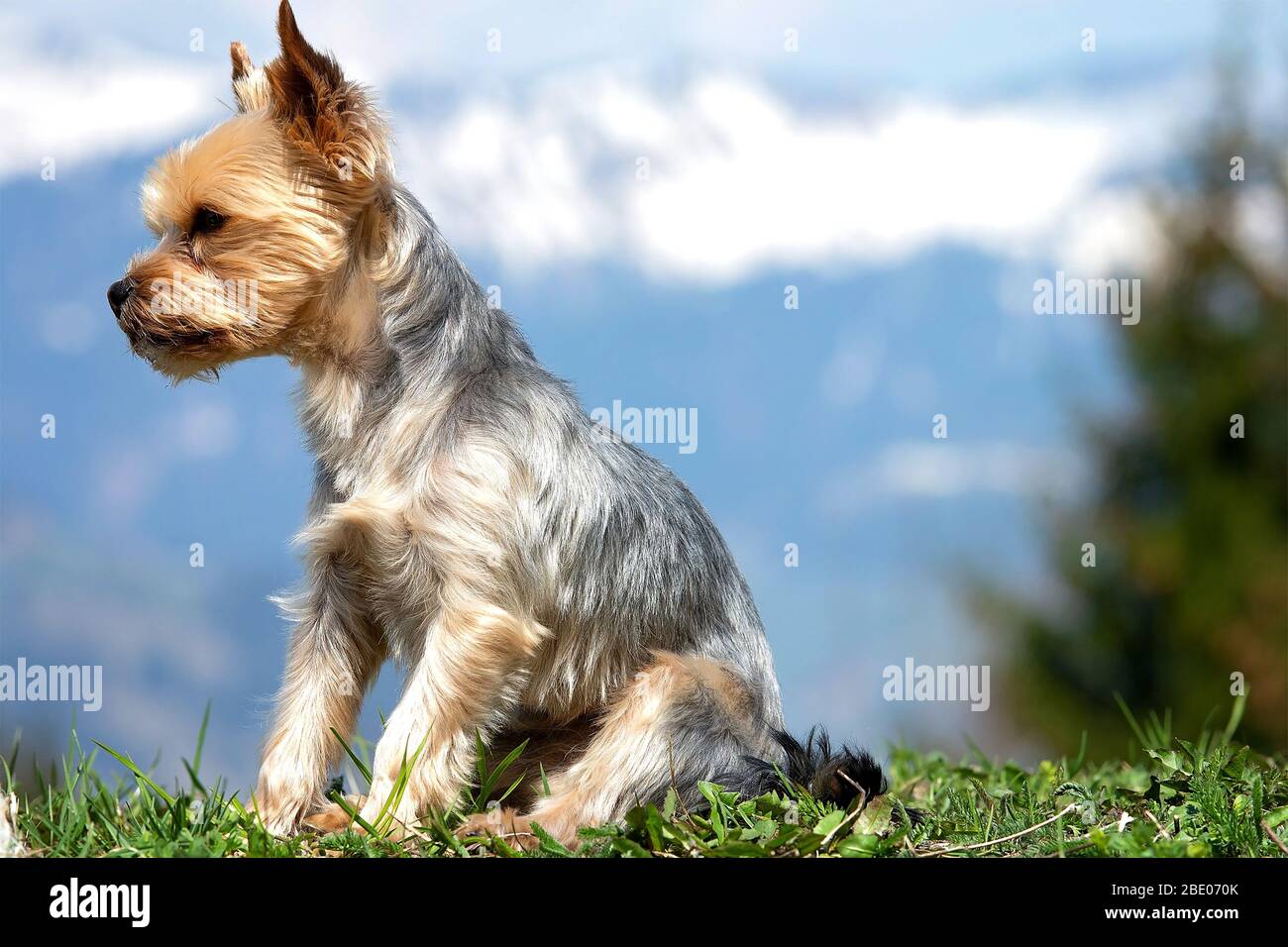 Cute dog, handsome with beautiful colors and thick hair Stock Photo - Alamy