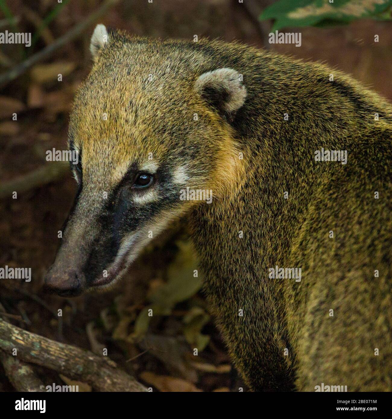 Coati in wild hi-res stock photography and images - Alamy