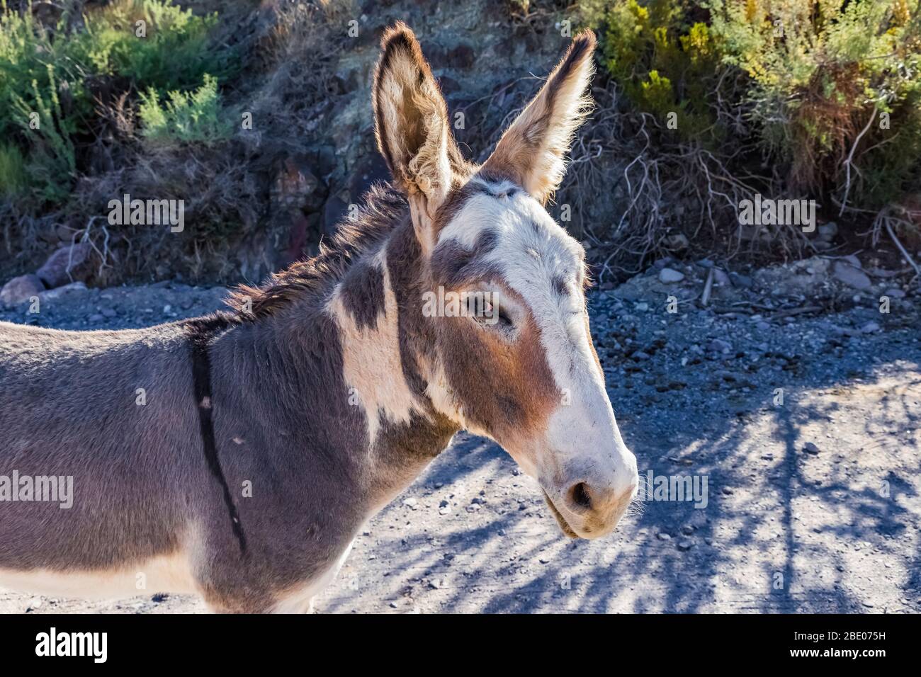 Suspicious-looking Burro, a descendent of those from the old gold ...