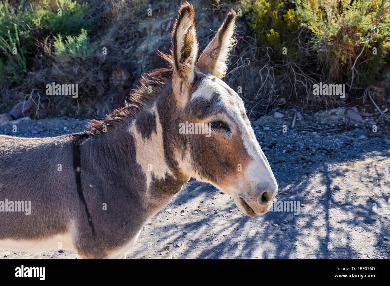 Burro, a descendent of those from the old gold mining days, coexist ...