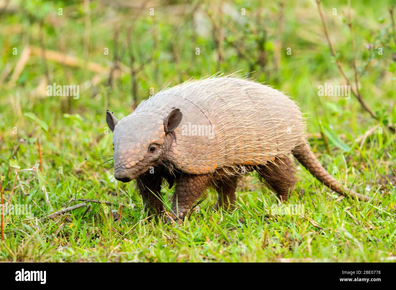 What is an armadillo hi-res stock photography and images - Alamy