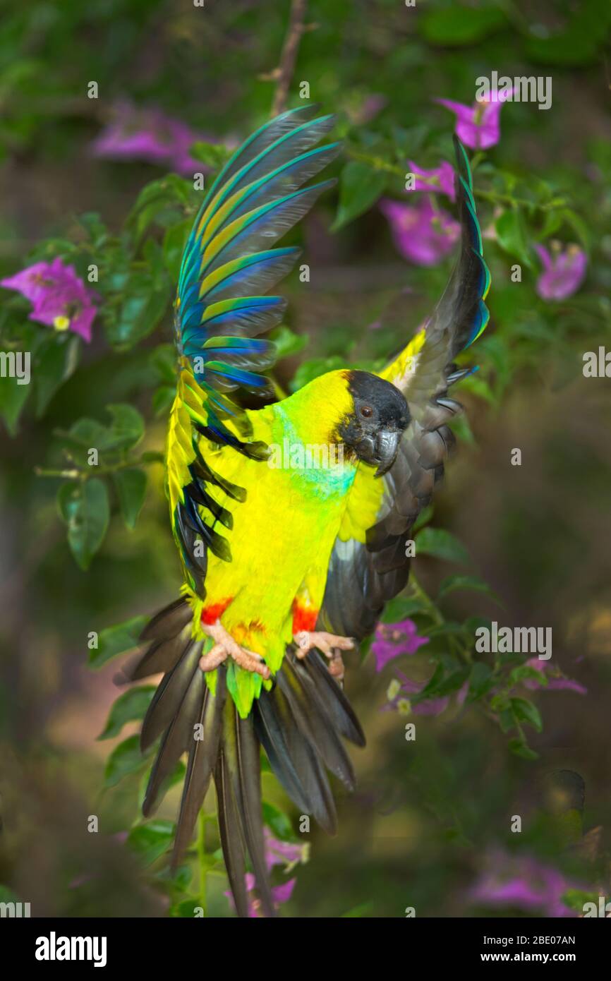 Nanday Conure Flying