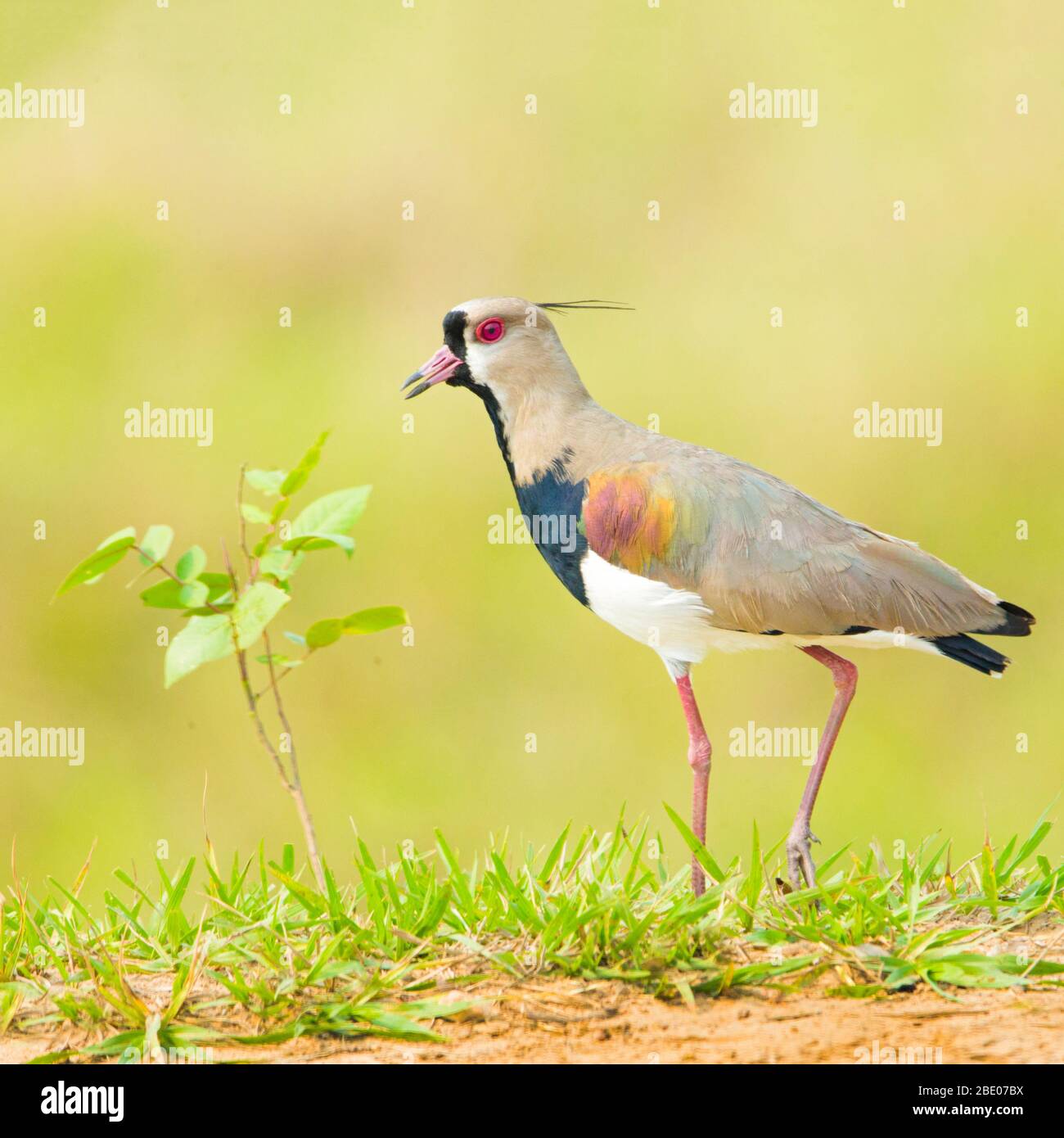 Side view of bird hi-res stock photography and images - Alamy