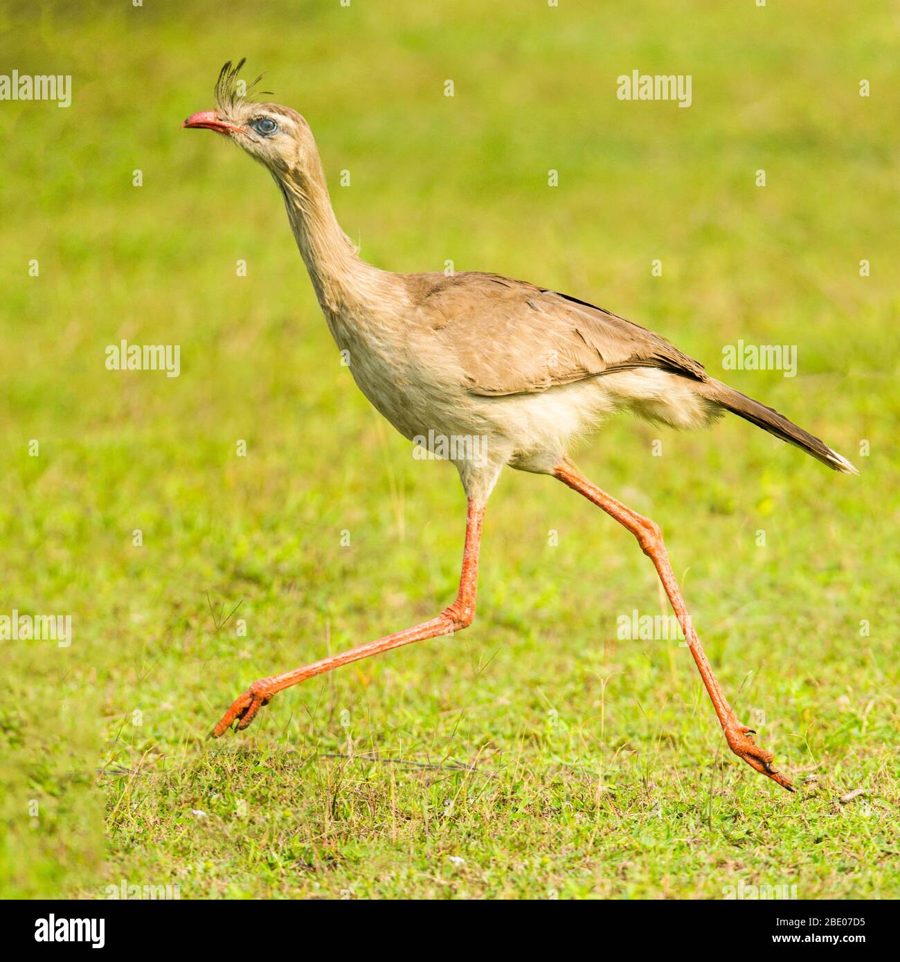 Red-legged seriema (Cariama cristata) running on meadow, Mato Grosso ...