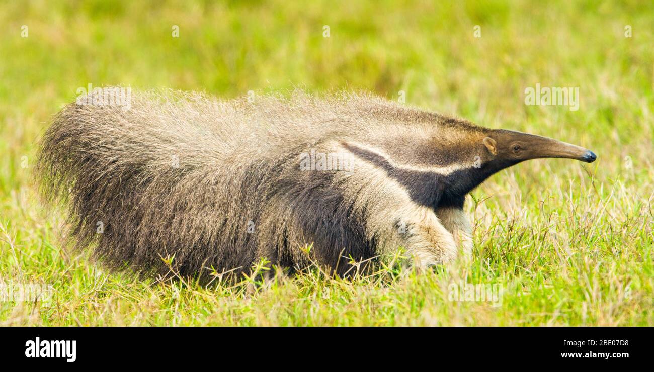 One anteater hi-res stock photography and images - Alamy