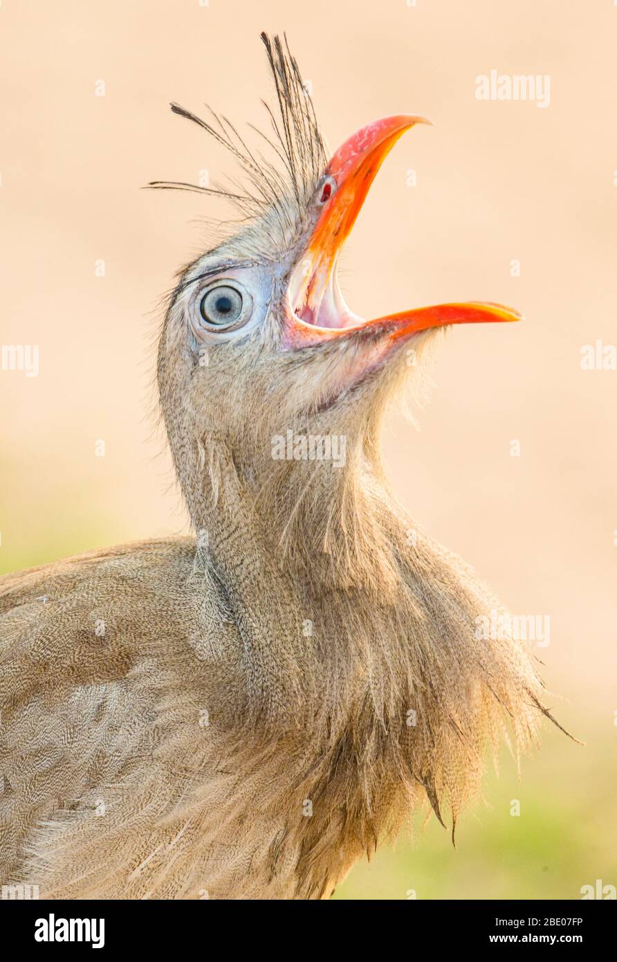 Side view of red-legged seriema (Cariama cristata) screaming, Mato ...