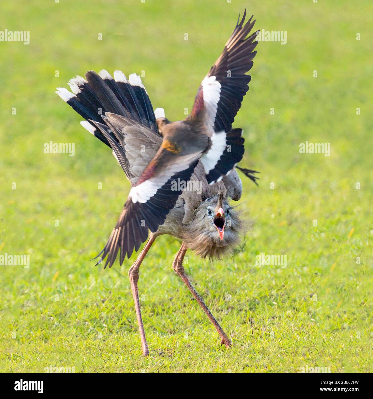 Red-legged seriema feeling threatened by hawk, Mato Grosso, Brazil ...