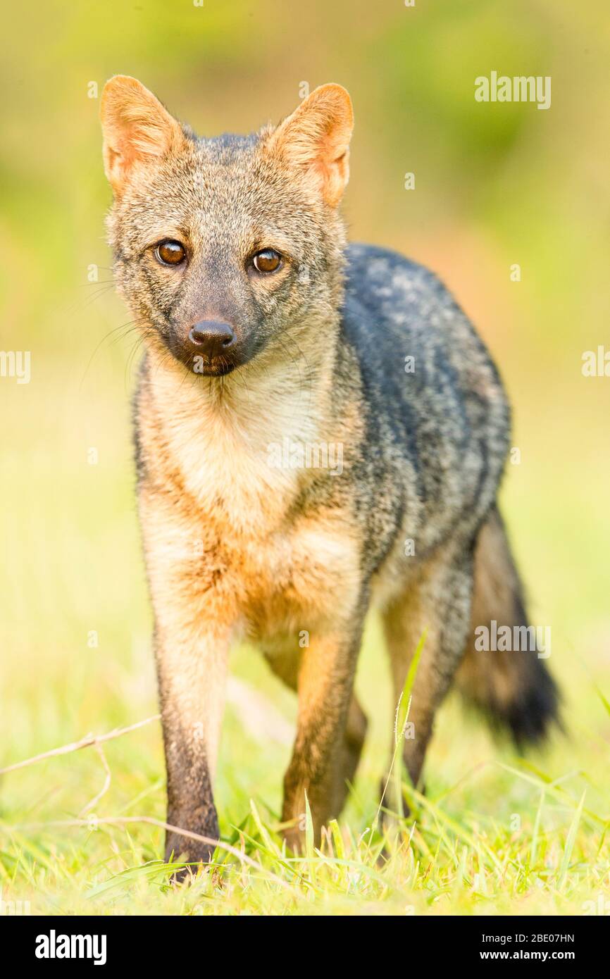 Brazil young not student not junior hi-res stock photography and images ...
