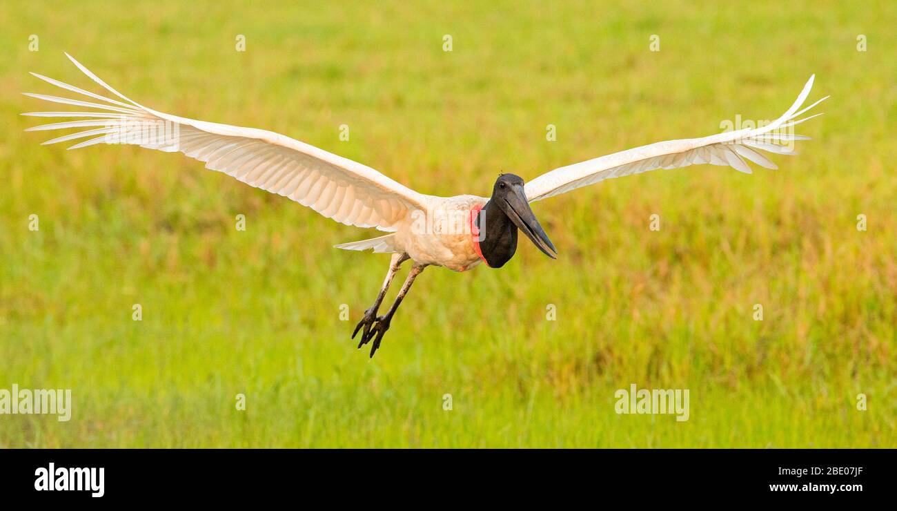 Jabiru (Jabiru mycteria) flying over green grass, Porto Jofre, Pantanal ...