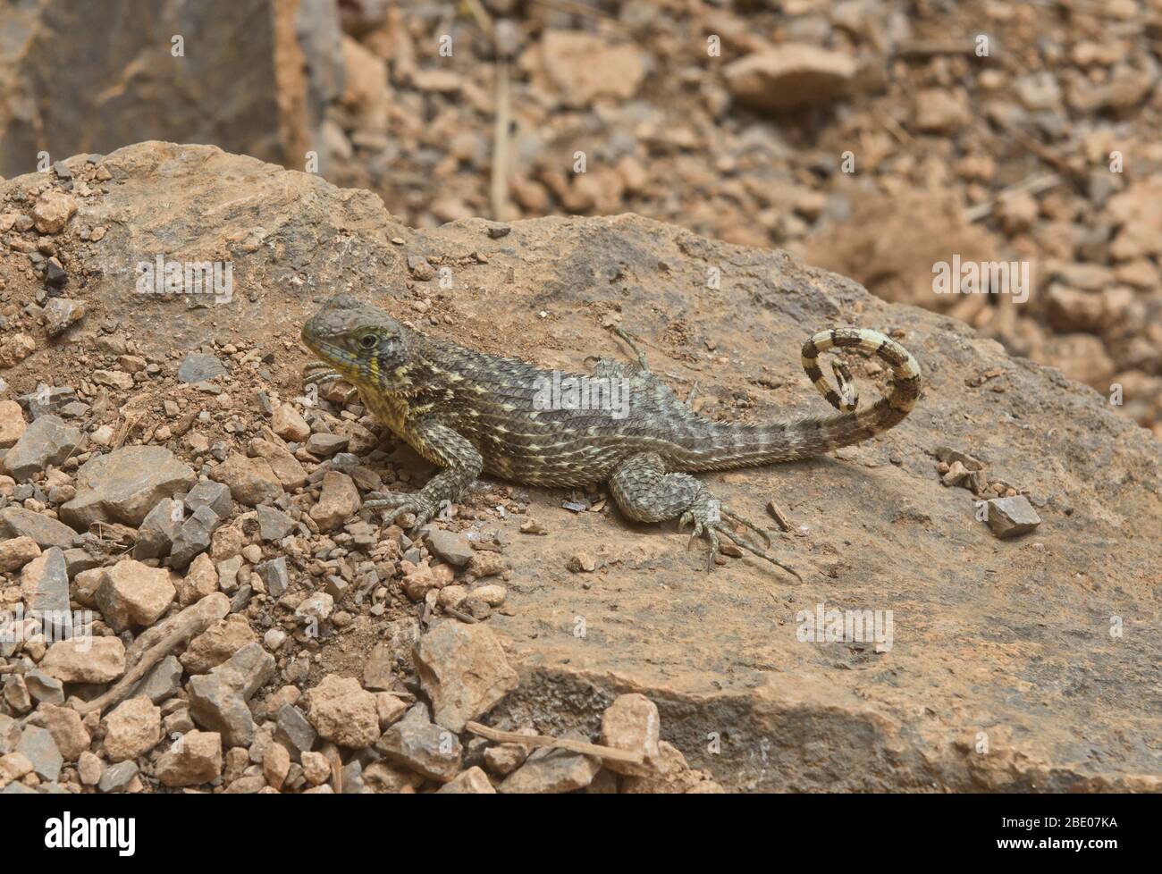 Cuban lizard hi-res stock photography and images - Alamy