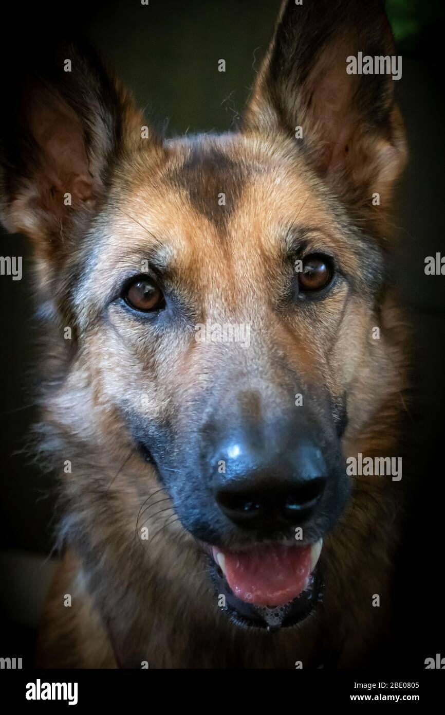 Cute dog, handsome with beautiful colors and thick hair Stock Photo - Alamy