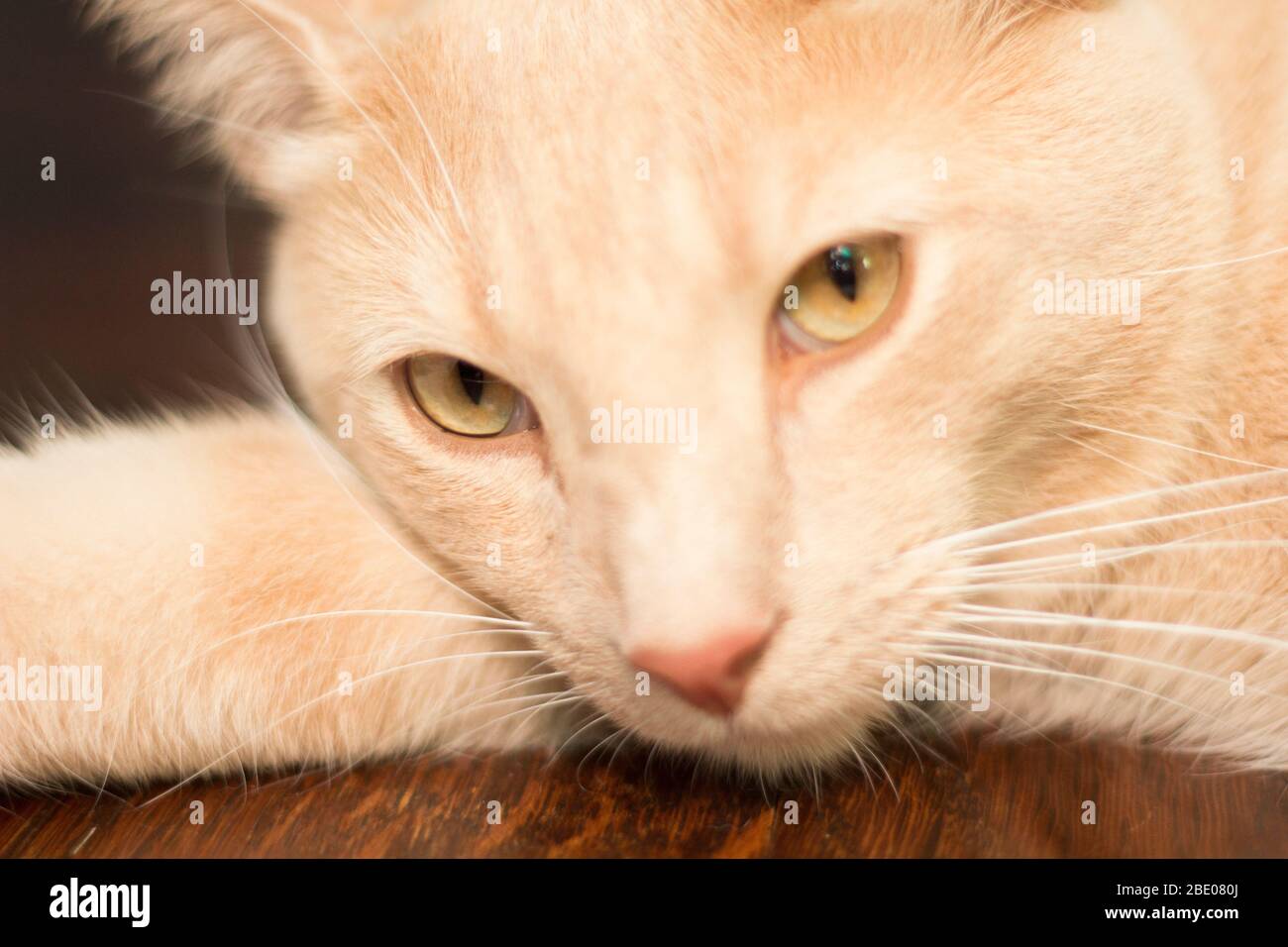 Cream tabby hi-res stock photography and images - Alamy