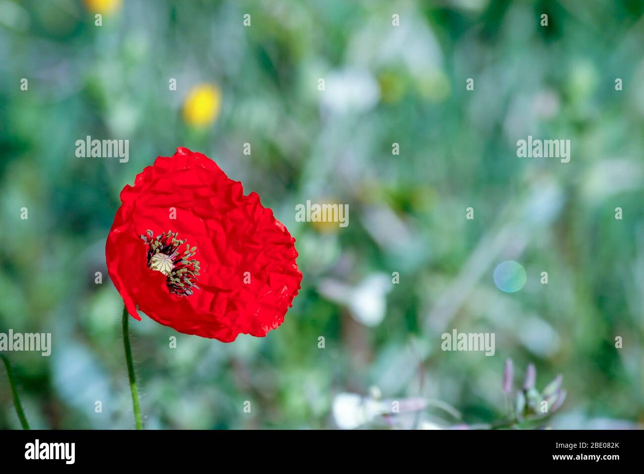 Red weasel flower in front of green background in Turkey Stock Photo ...