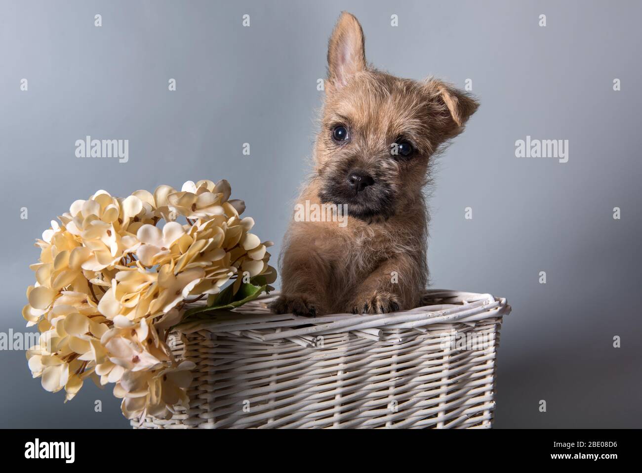 Cairn Terrier puppy dog with red hydrangea flowers Stock Photo - Alamy
